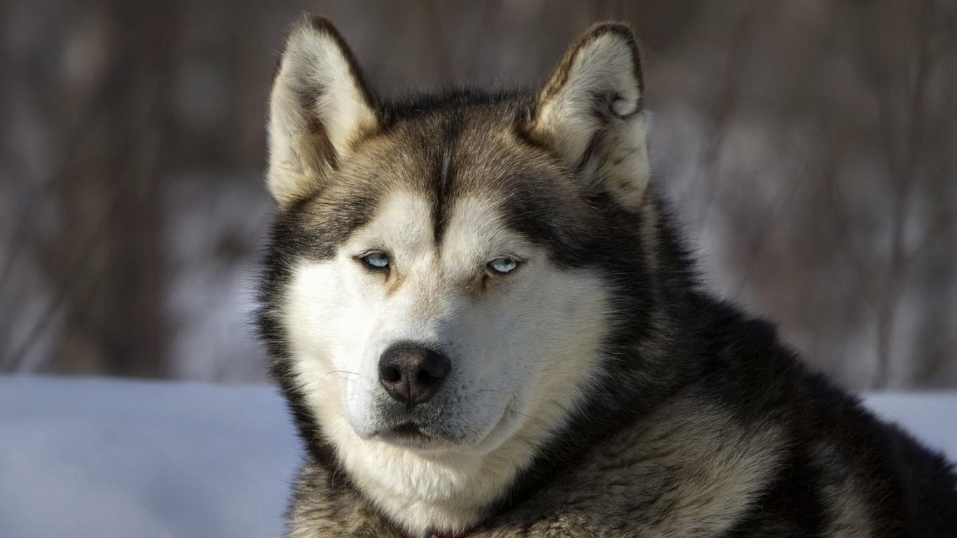 88888888的个人主页 | 创想云